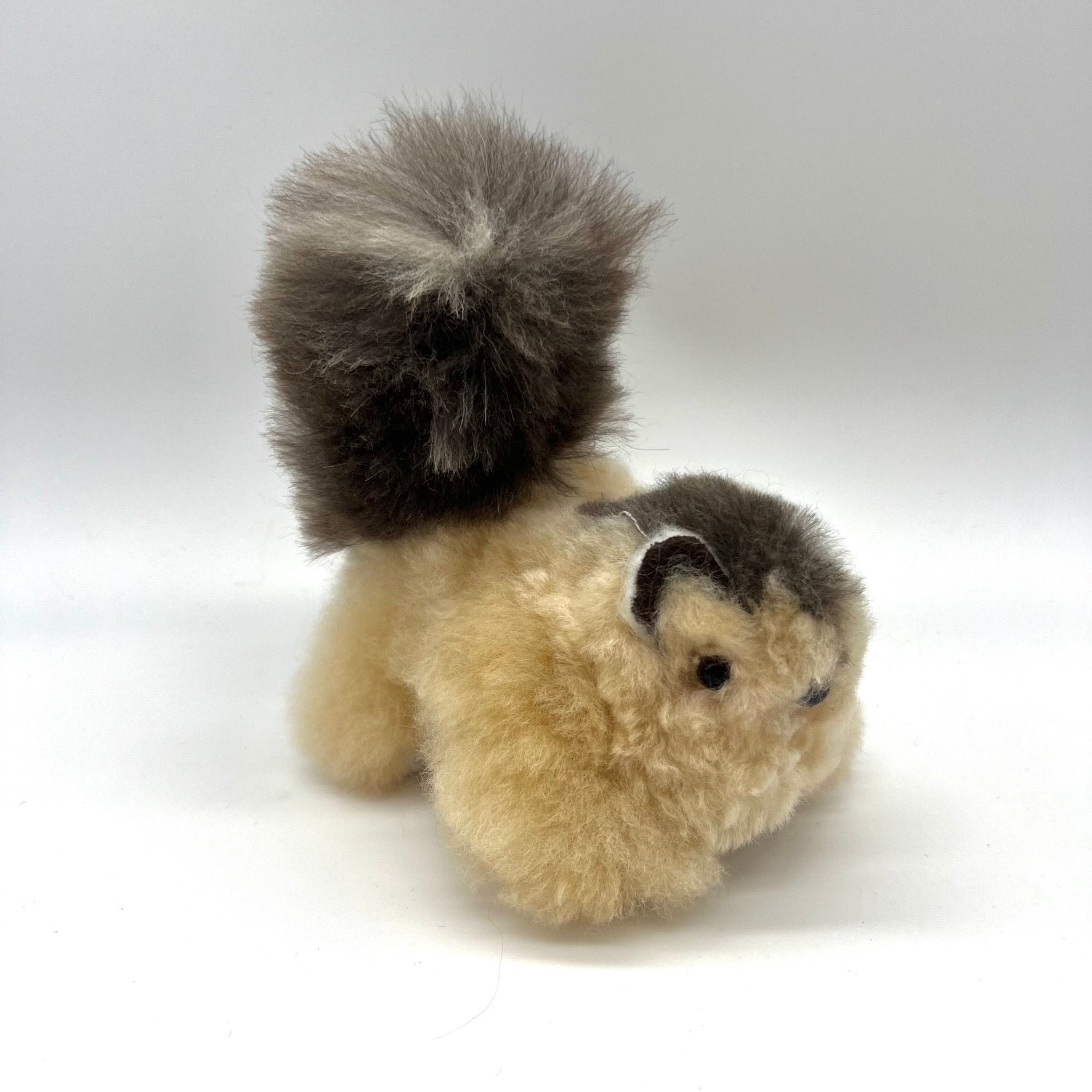 Lucky Squirrels | Home of The Lucky Cuy